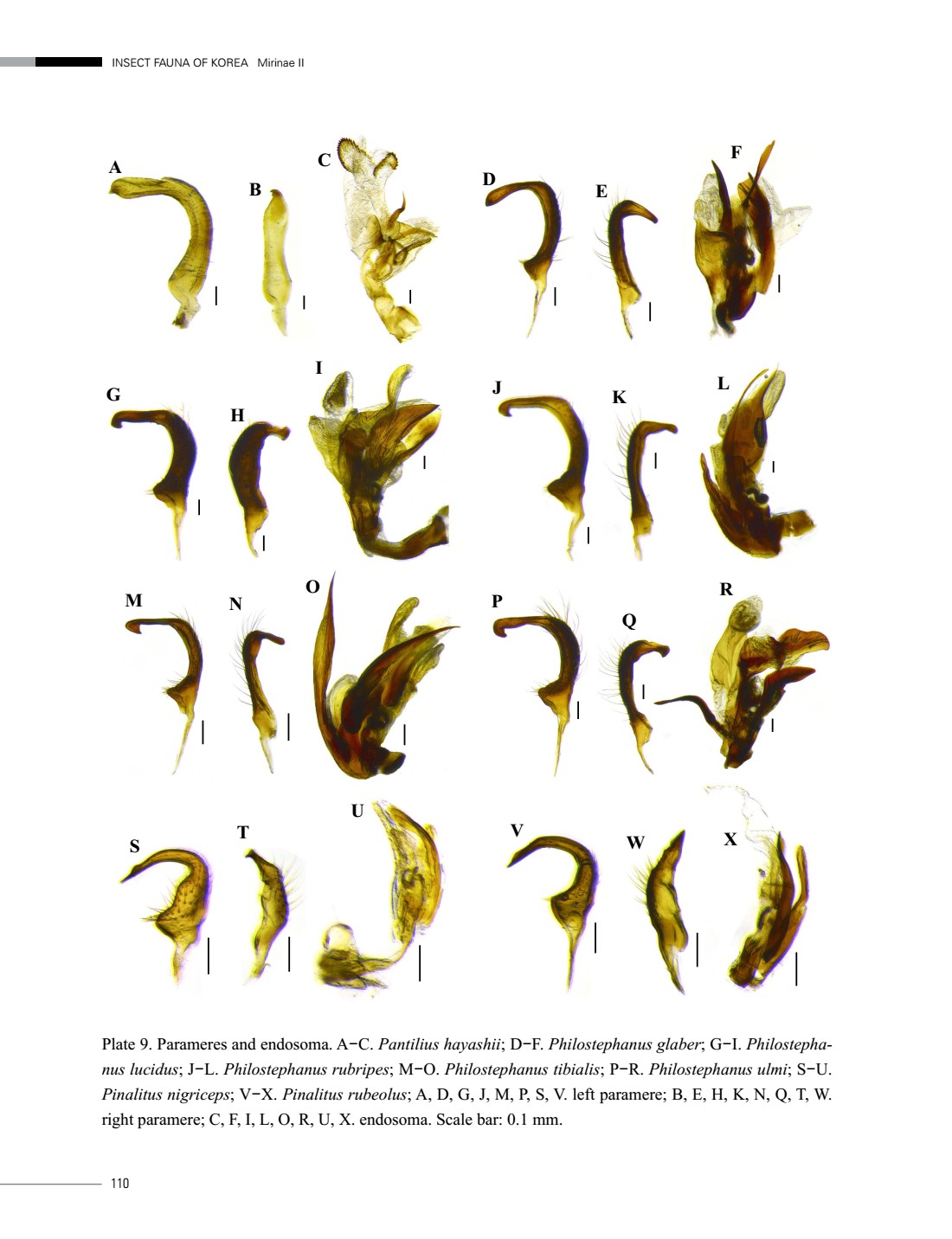 Insect fauna of Korea, vol.9, no.7 : Mirinae II