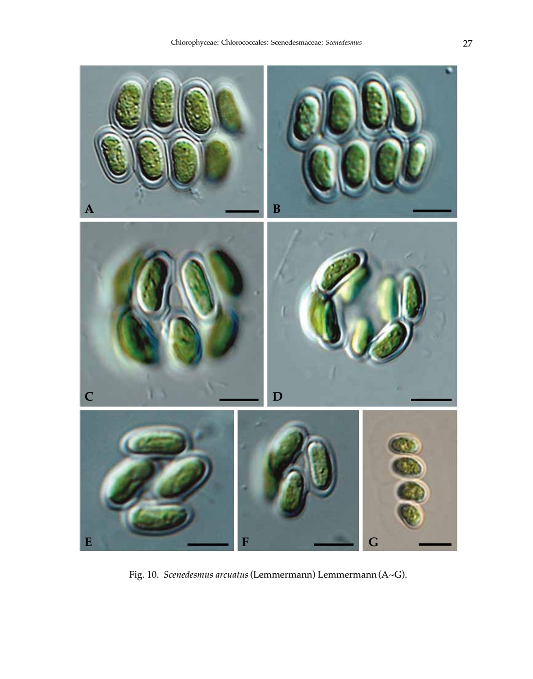 Protococcus Under Microscope