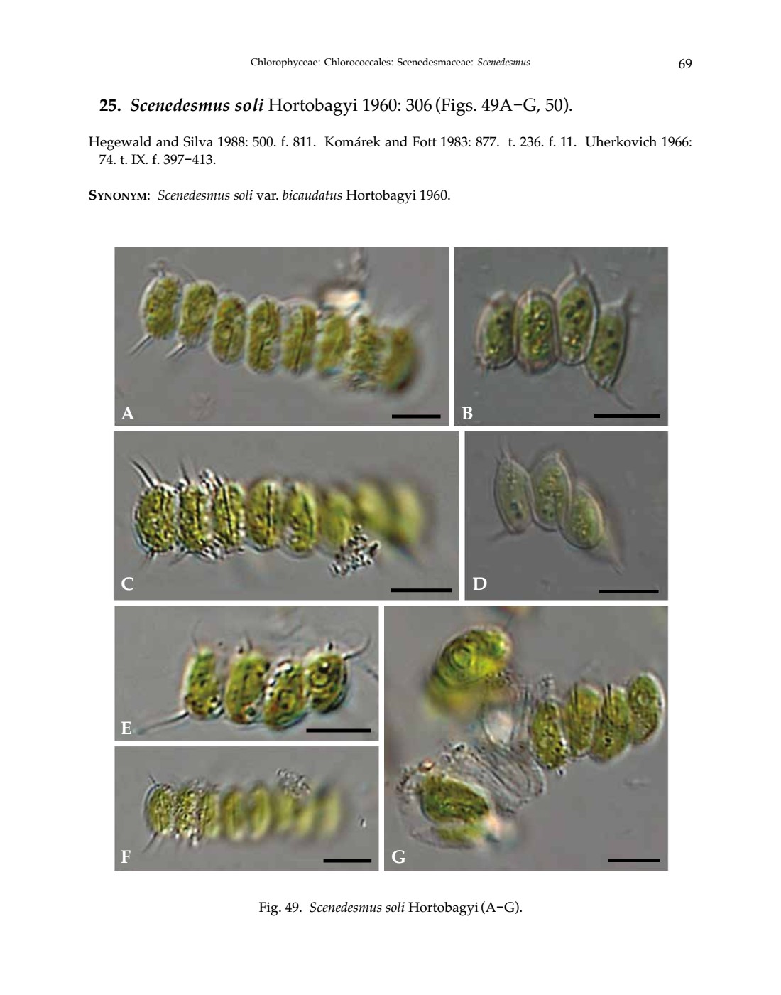 Protococcus Under Microscope