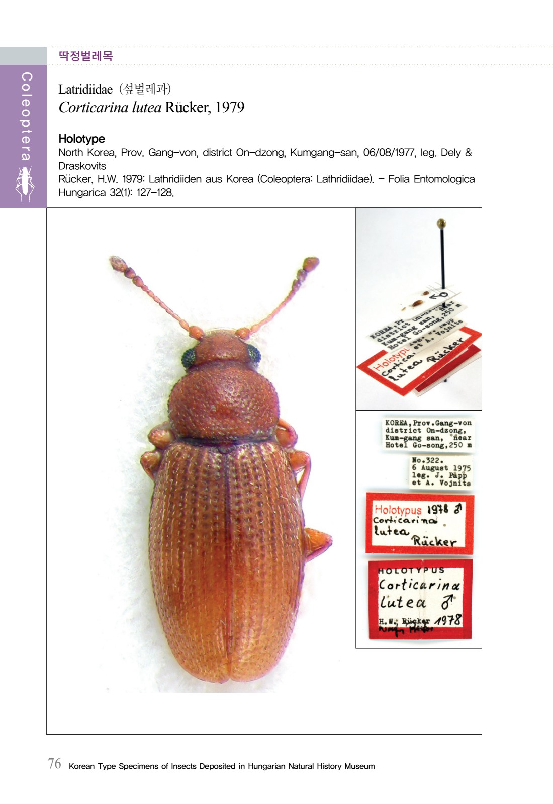 Korean type specimens of insects deposited in Hungarian natural history ...
