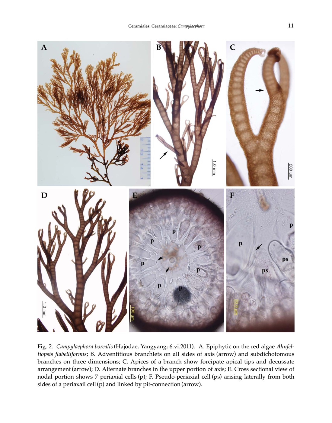 Red Algae Labeled Diagram Morphology Of Gelidium Vagum. (A)