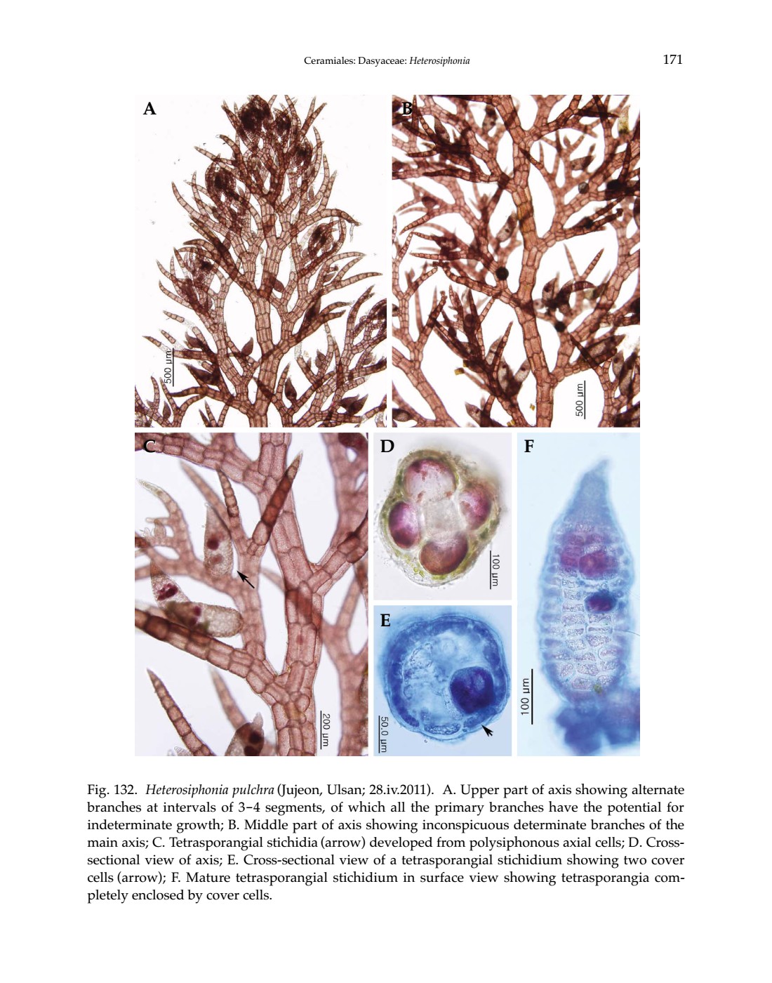 Algal flora of Korea, vol.4 no.6, Marine Red Algae