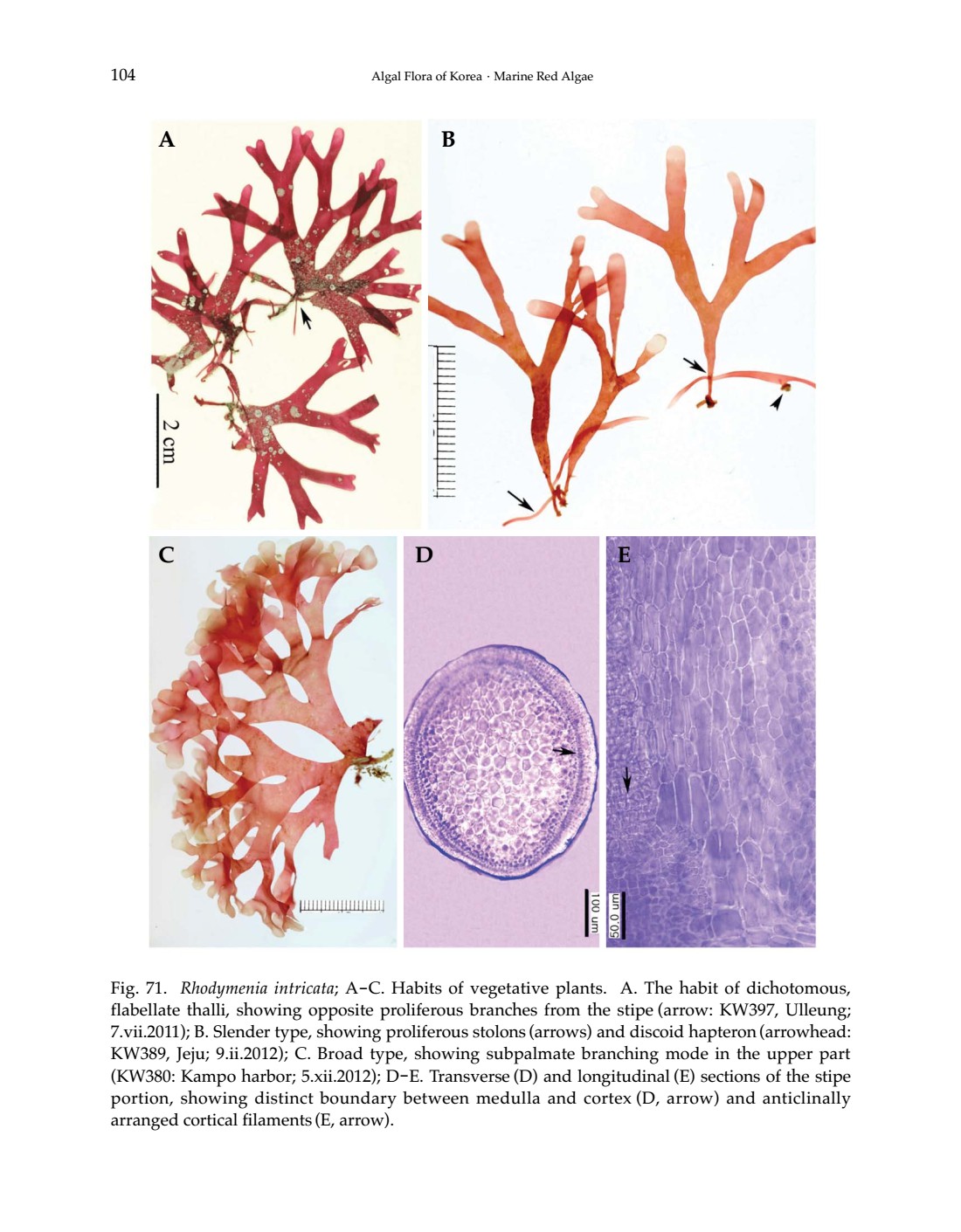 Rhodophyta Labeled Full Article: Algae Derived Hydrocolloids In Foods: