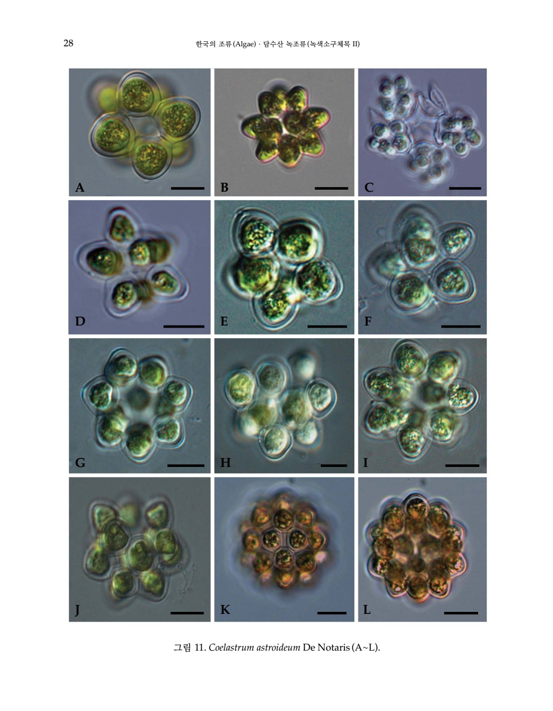 한국의 조류(algae). 제6권 4호 : 담수산 녹조류 녹조식물문: 녹조강: 녹색소구체목 II