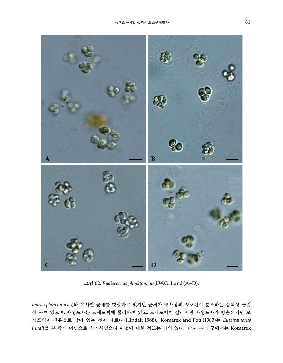 한국의 조류(algae). 제6권 4호 : 담수산 녹조류 녹조식물문: 녹조강: 녹색소구체목 II