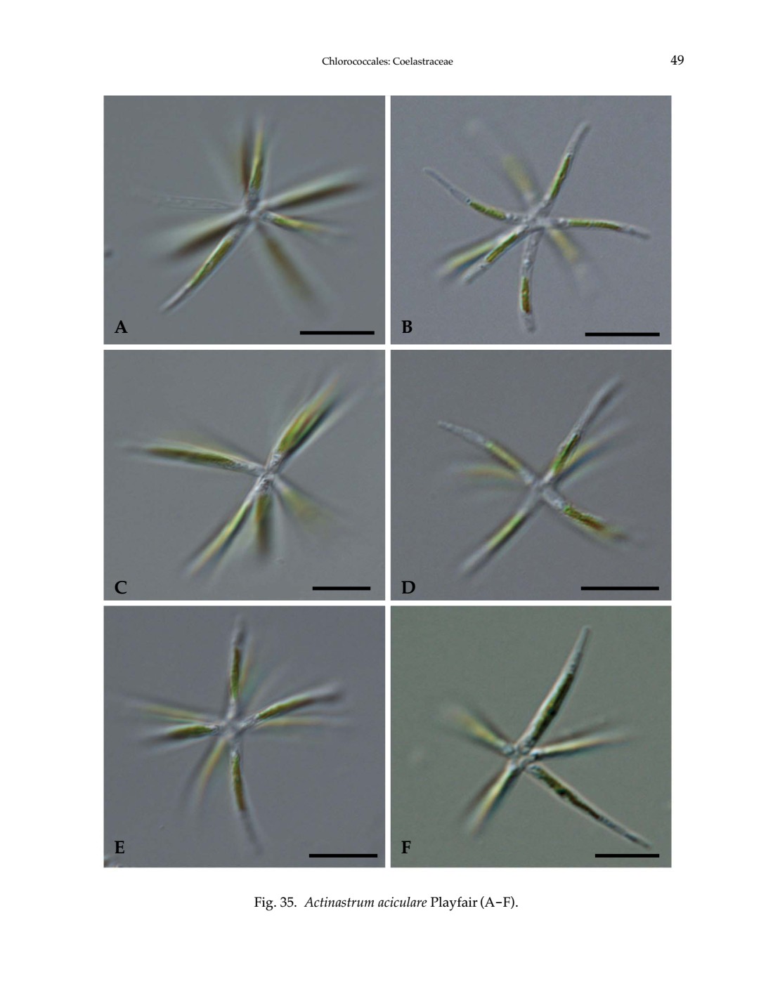 Algal flora of Korea, vol.6 no.4. Chlorophyta: Chlorophyceae ...
