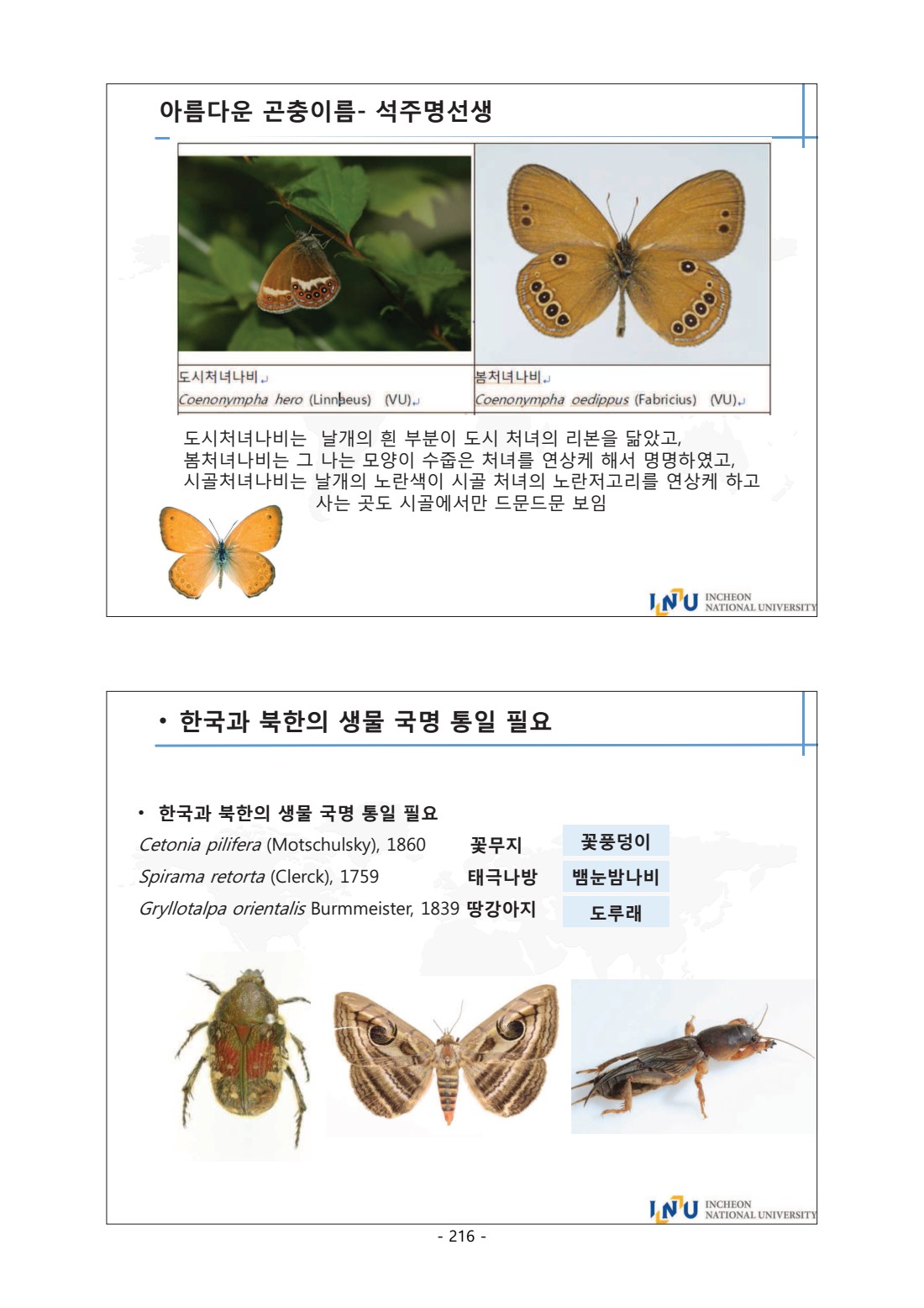 나비 종 차트 황토빛쌍돌기나비표본 Charaxes Distanti